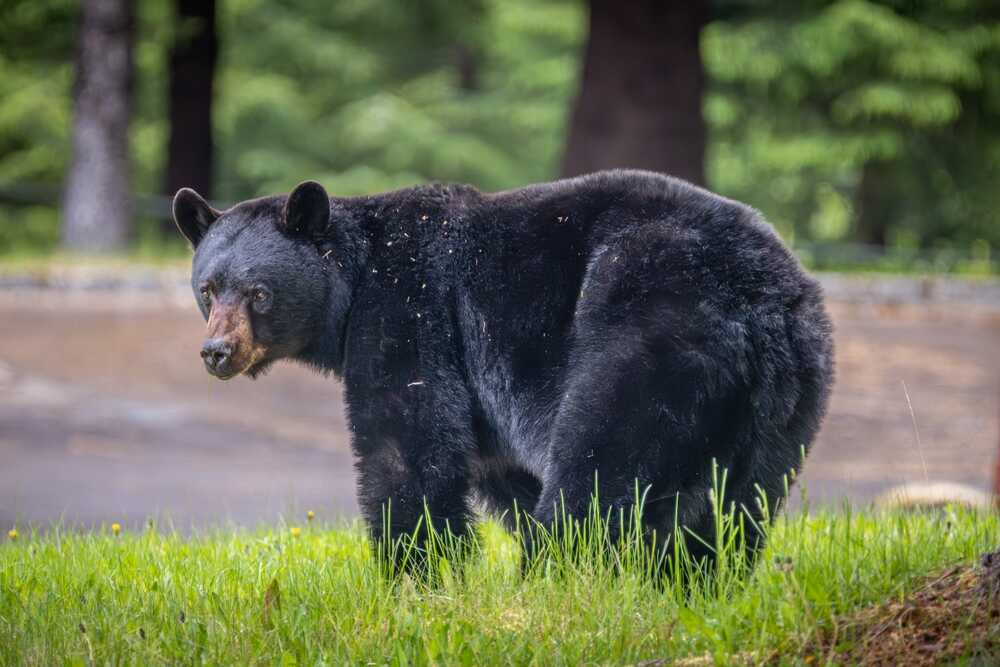 Connecticut Bear Shooting Sparks Debate Over Legal and Legislative ...